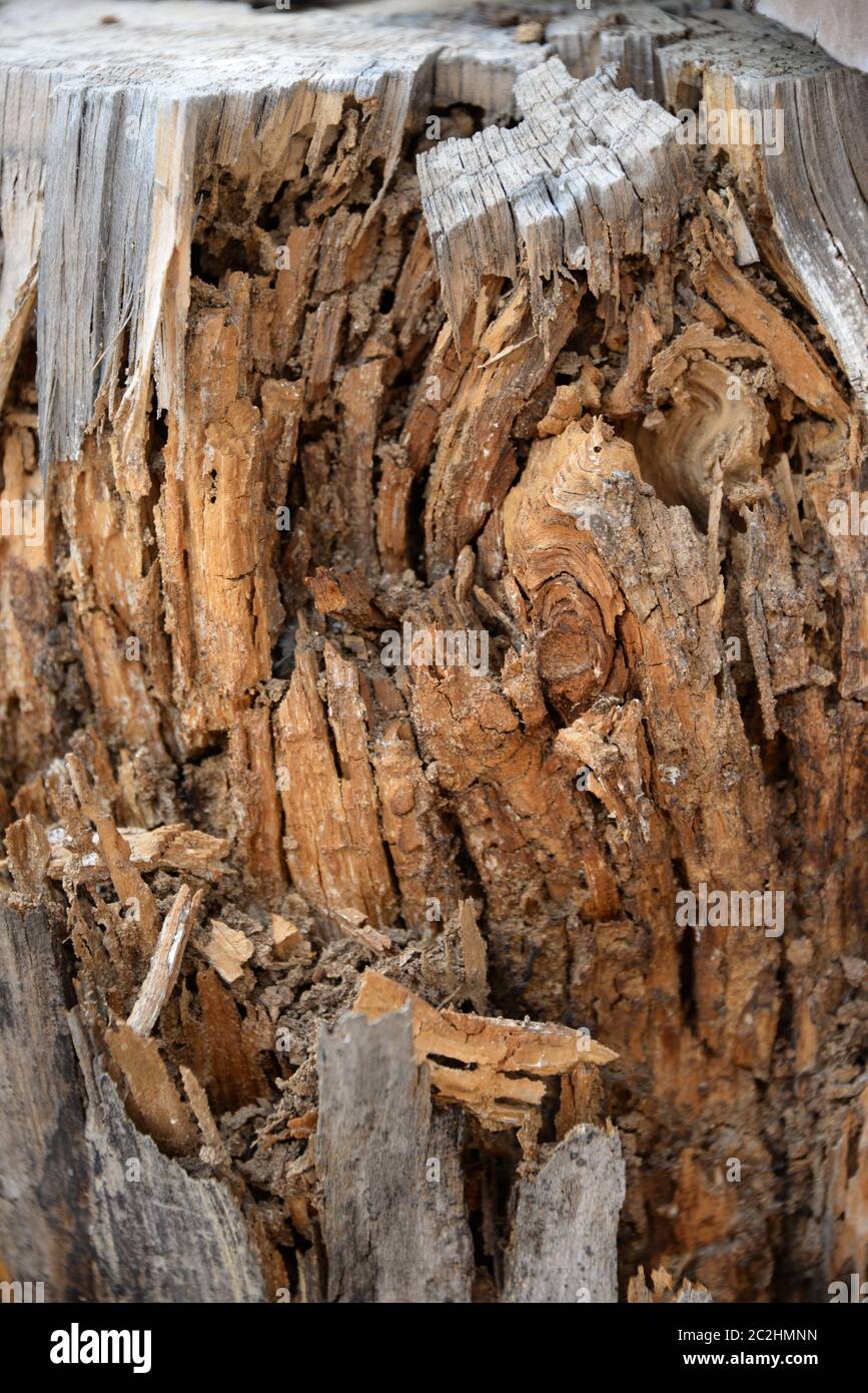 termite-bitten wood in the province of Alicante, Spain Stock Photo - Alamy