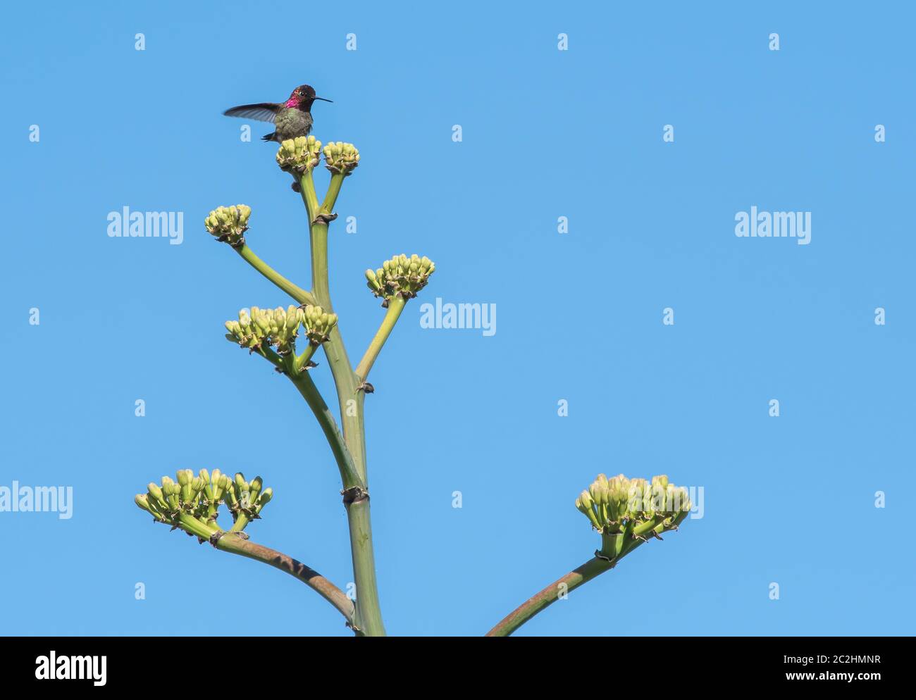 Male Anna's Hummingbird, Calypte anna, perches on an Agave in the ...