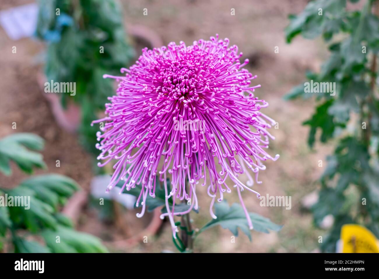 Light poppy mallow hi-res stock photography and images - Alamy