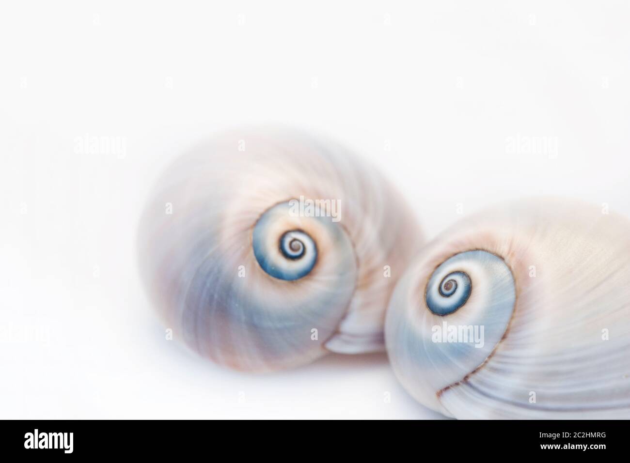 Shark eye shell hi-res stock photography and images - Alamy