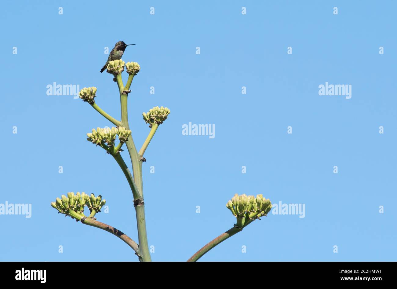 Male Anna's Hummingbird, Calypte anna, perches on an Agave in the ...