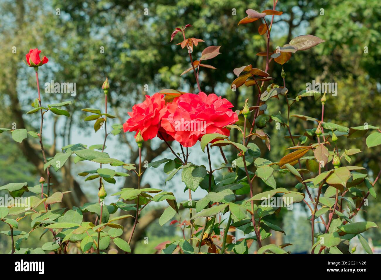 A Red rose - Genus Rosa family Rosaceae. An shrubs with stems sharp ...