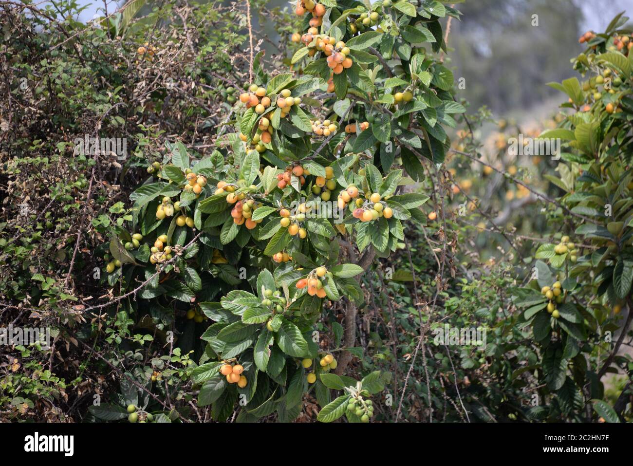 yellow medlars on tree in the province of Valencia, Spain Stock Photo ...