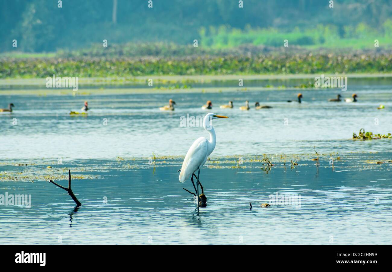 Closeup of a Egret heron (Ardea alba), a common species of milky white ...