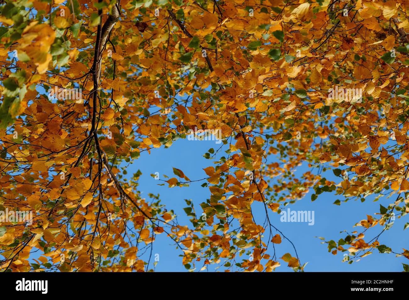 Branches with yellow fading leaves against the blue sky. Autumn ...