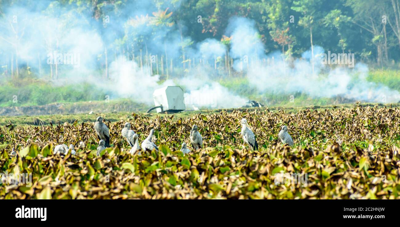 Indian black ibis water bird, spotted in a pond filled with Water ...