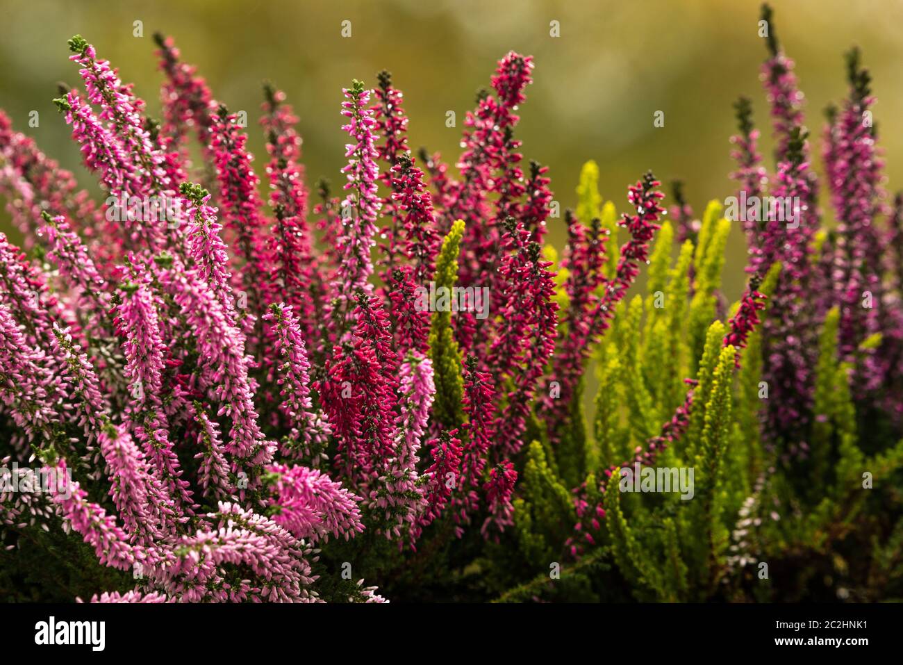 Ericaceae High Resolution Stock Photography and Images - Alamy