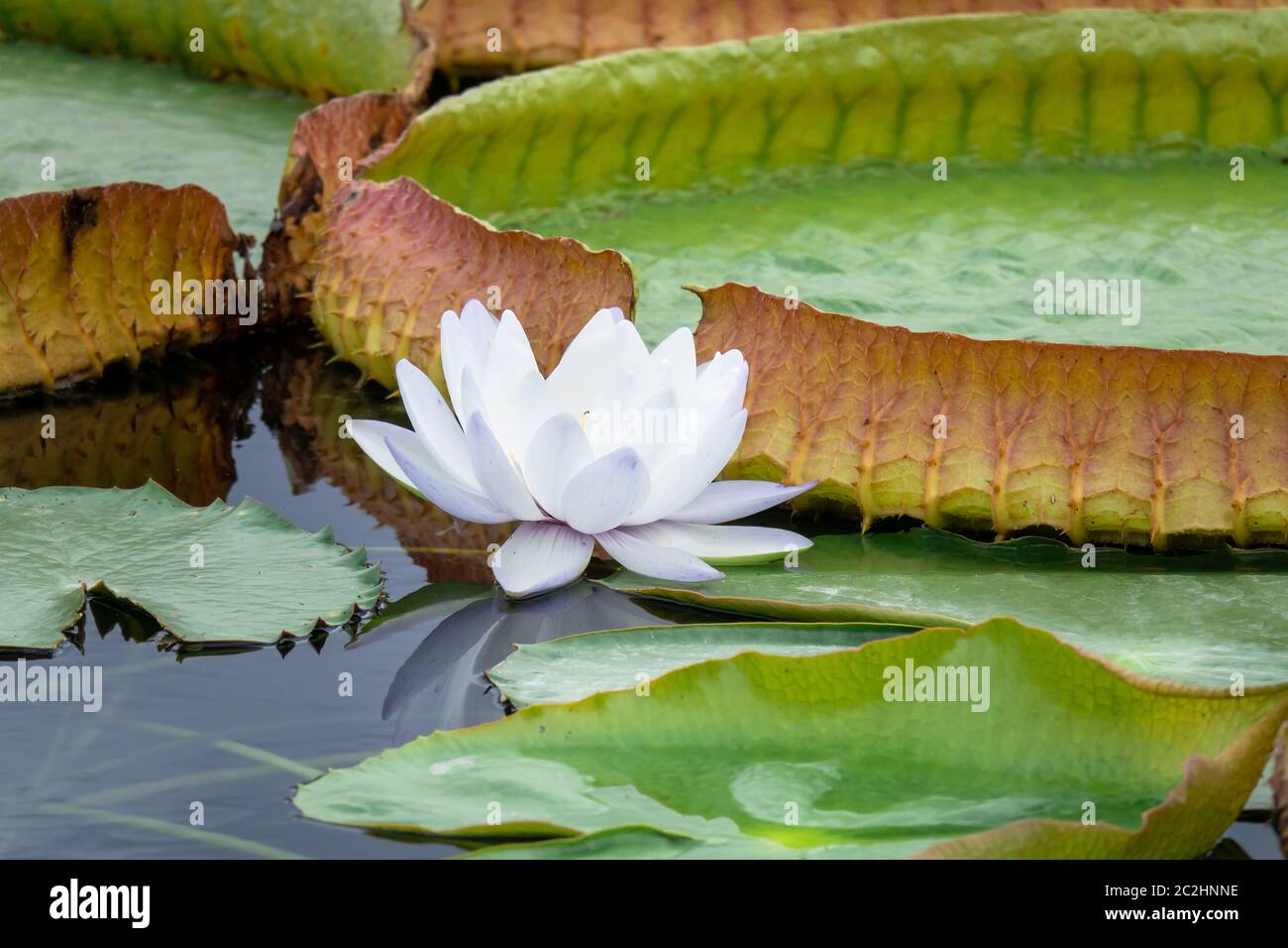 White lily in pond hi-res stock photography and images - Alamy