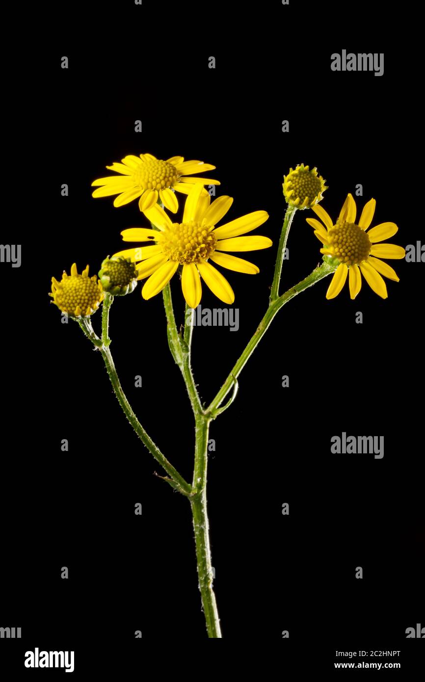 Senecio jacobaea St. James-wort Stock Photo - Alamy