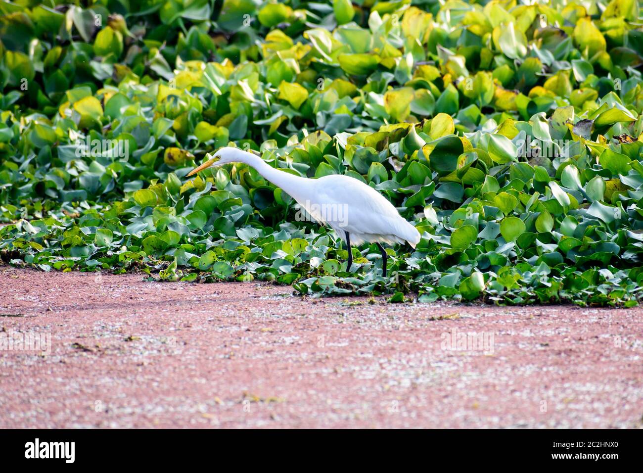 Closeup of a Egret heron (Ardea alba), milky white water bird species ...