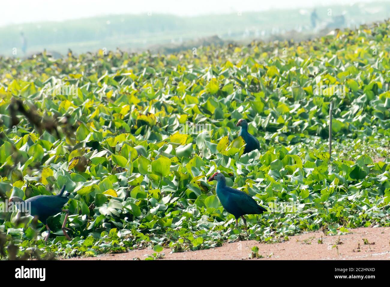 Closeup of Moorhen or swamp hen, a chicken size red beak bird ...