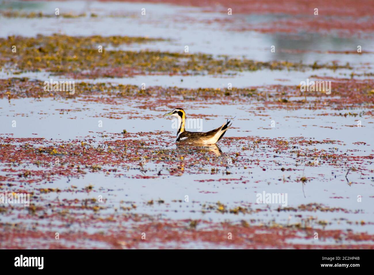Spot billed Duck swans geese or Pati Hash(waterfowl Anatidae), a ...