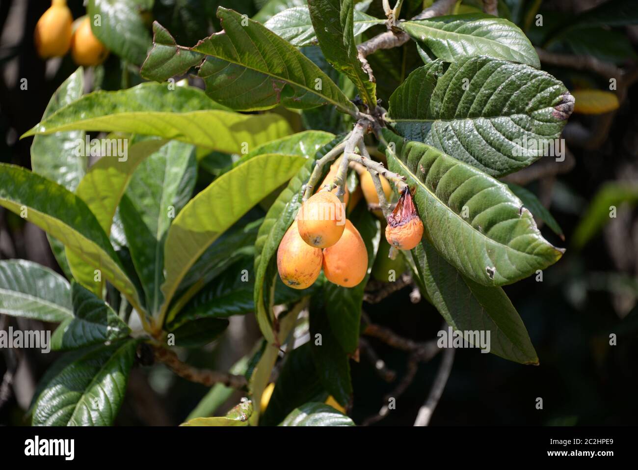 Shrub medlar hi-res stock photography and images - Alamy