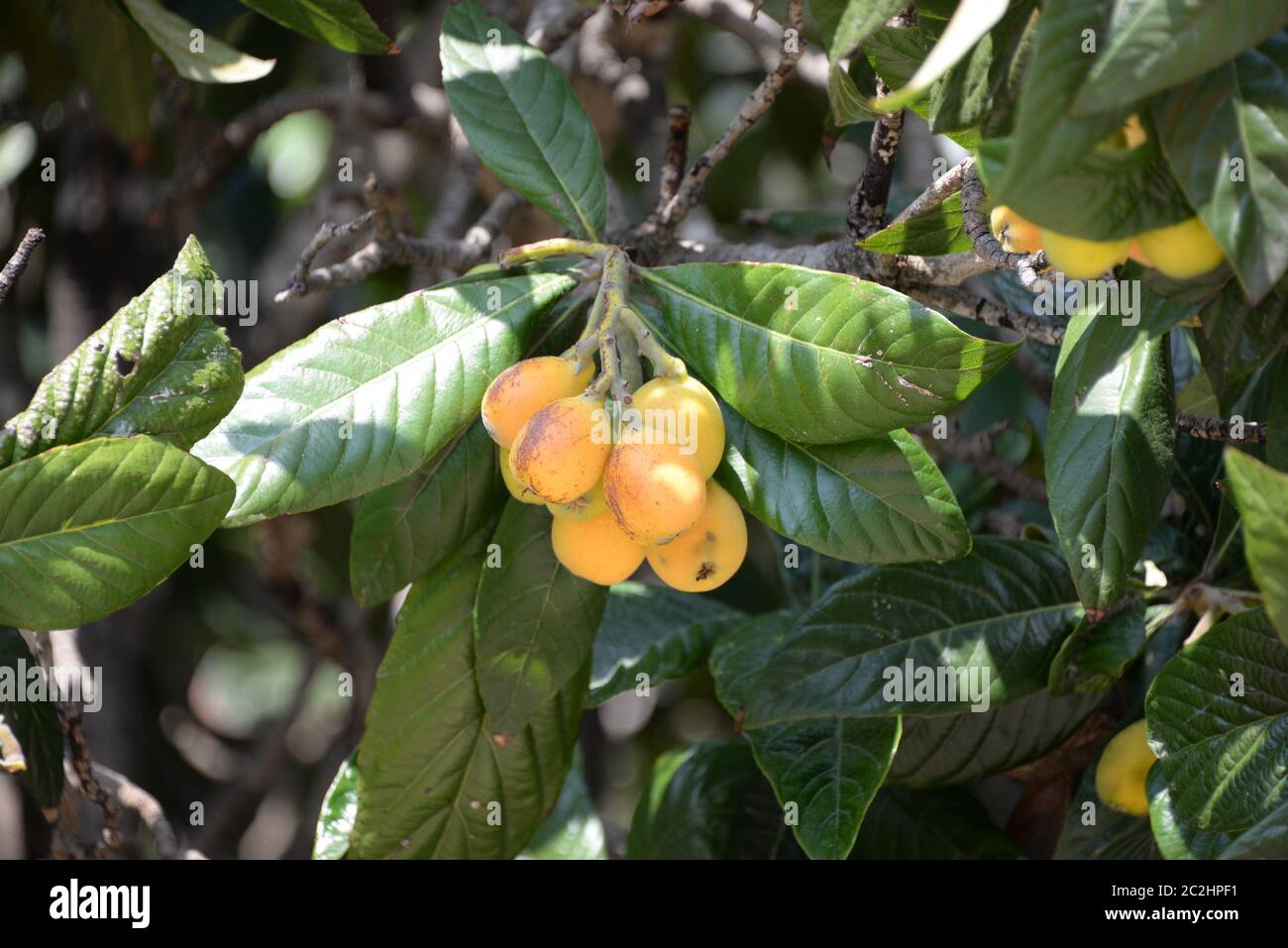 Shrub medlar hi-res stock photography and images - Alamy