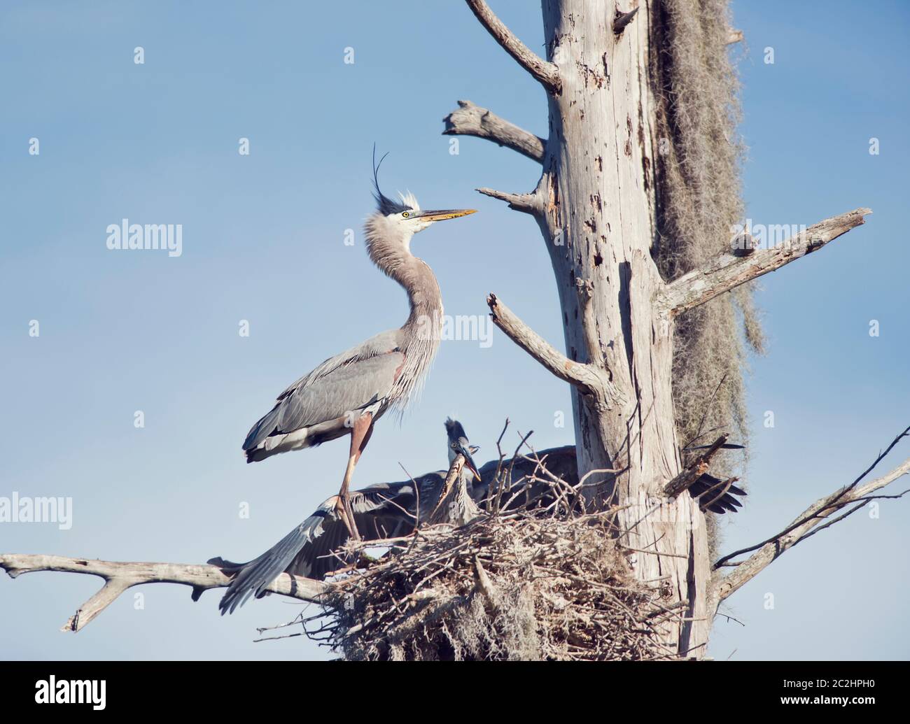 Florida gar hi-res stock photography and images - Alamy