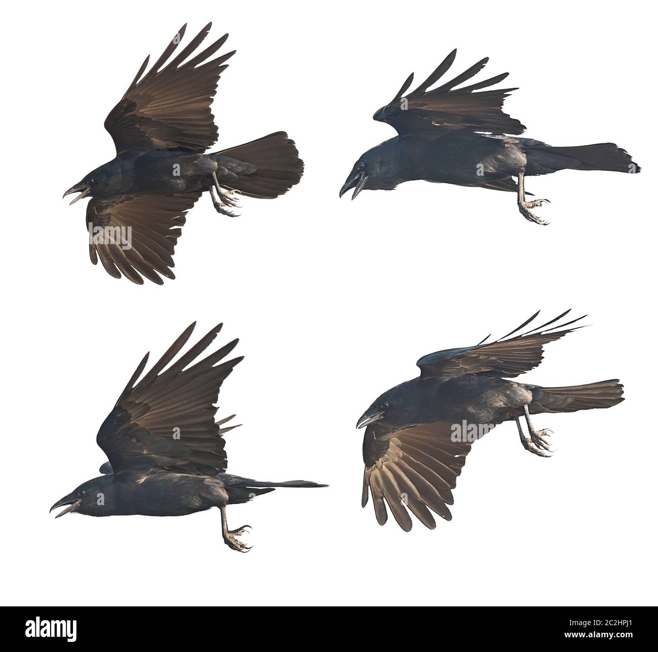 Flying crows isolated on white background Stock Photo - Alamy