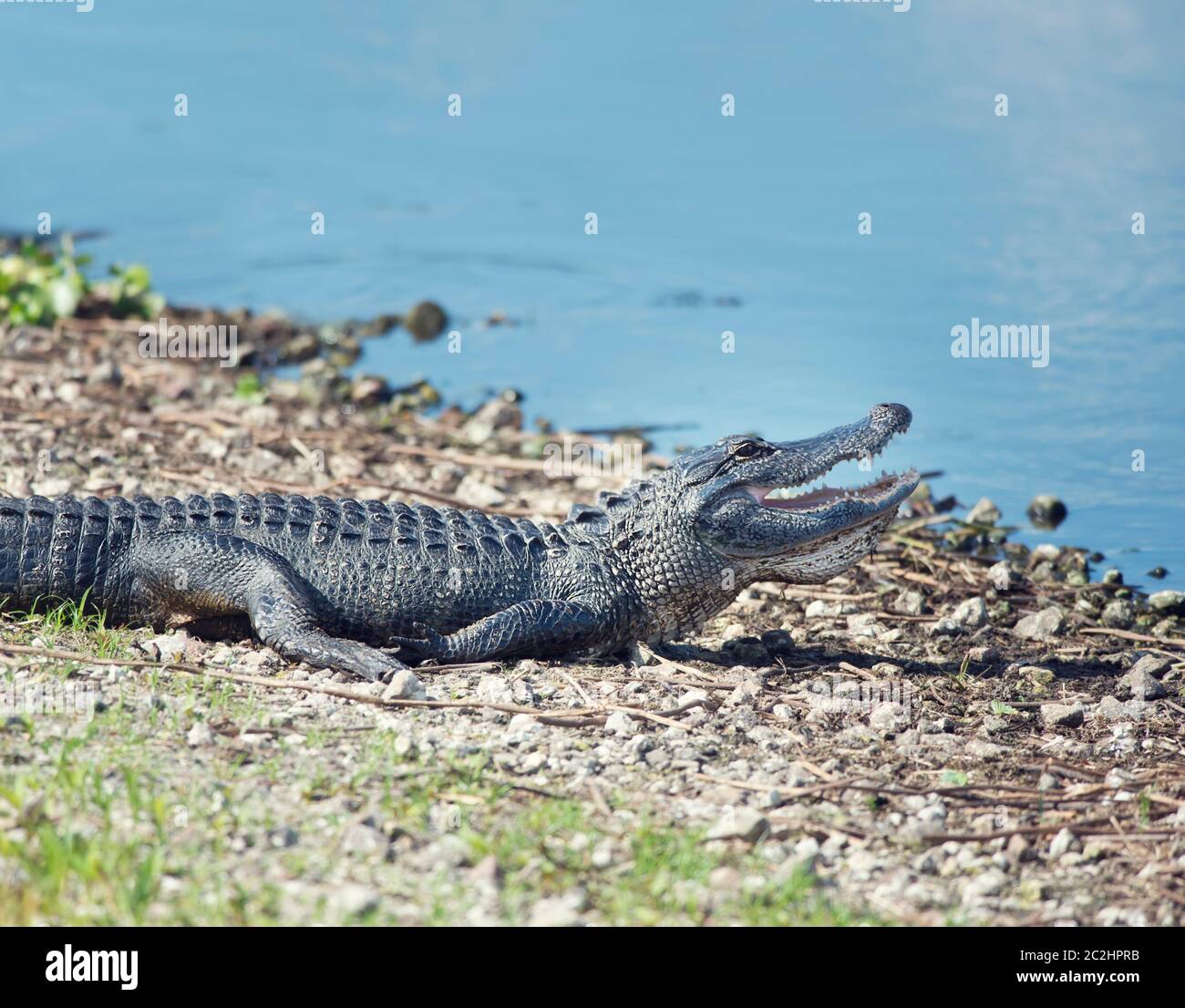 Young alligator sunning near Florida lake Stock Photo - Alamy