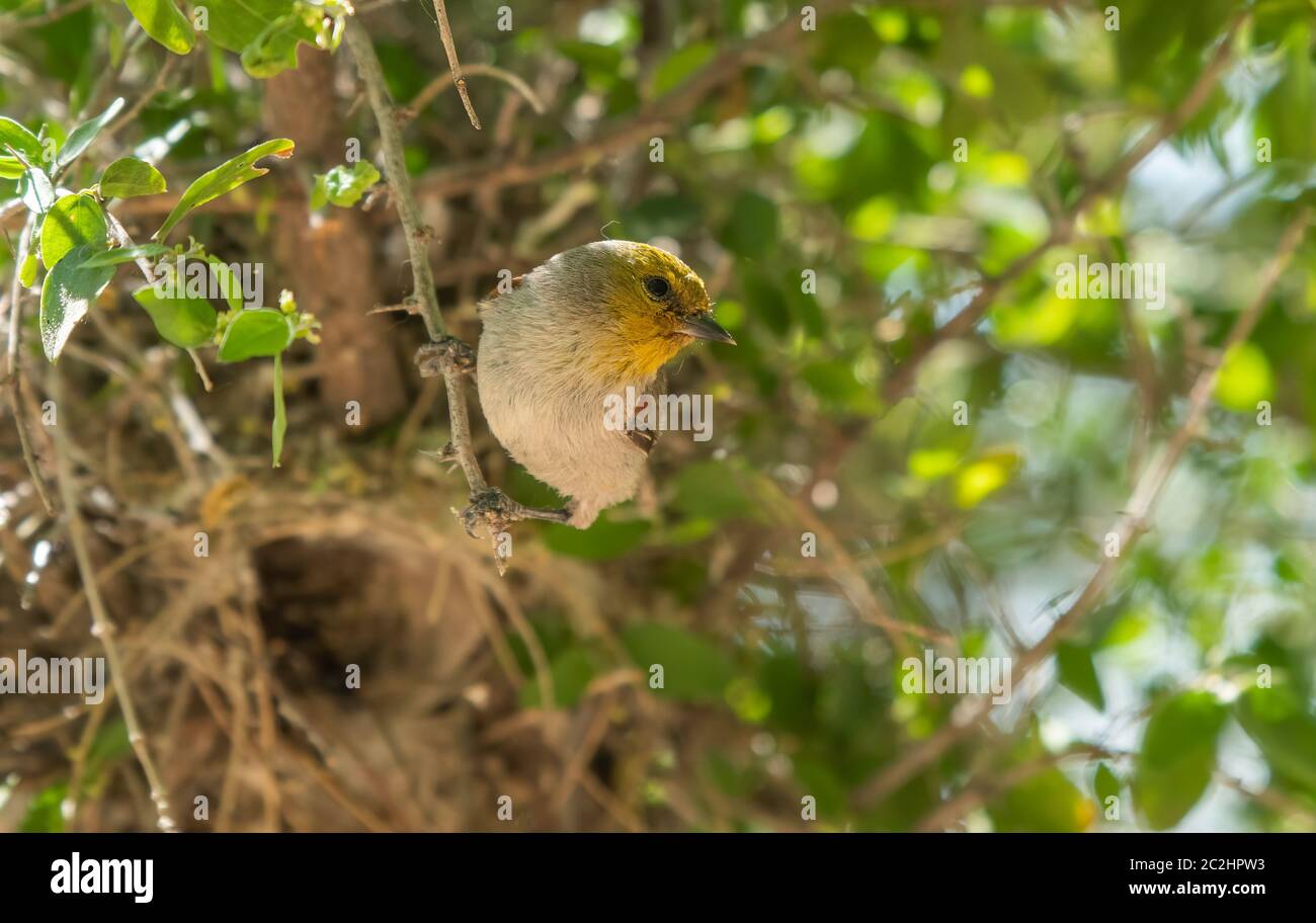 Verdin, Auriparus flaviceps, perches at its nest in the Riparian ...