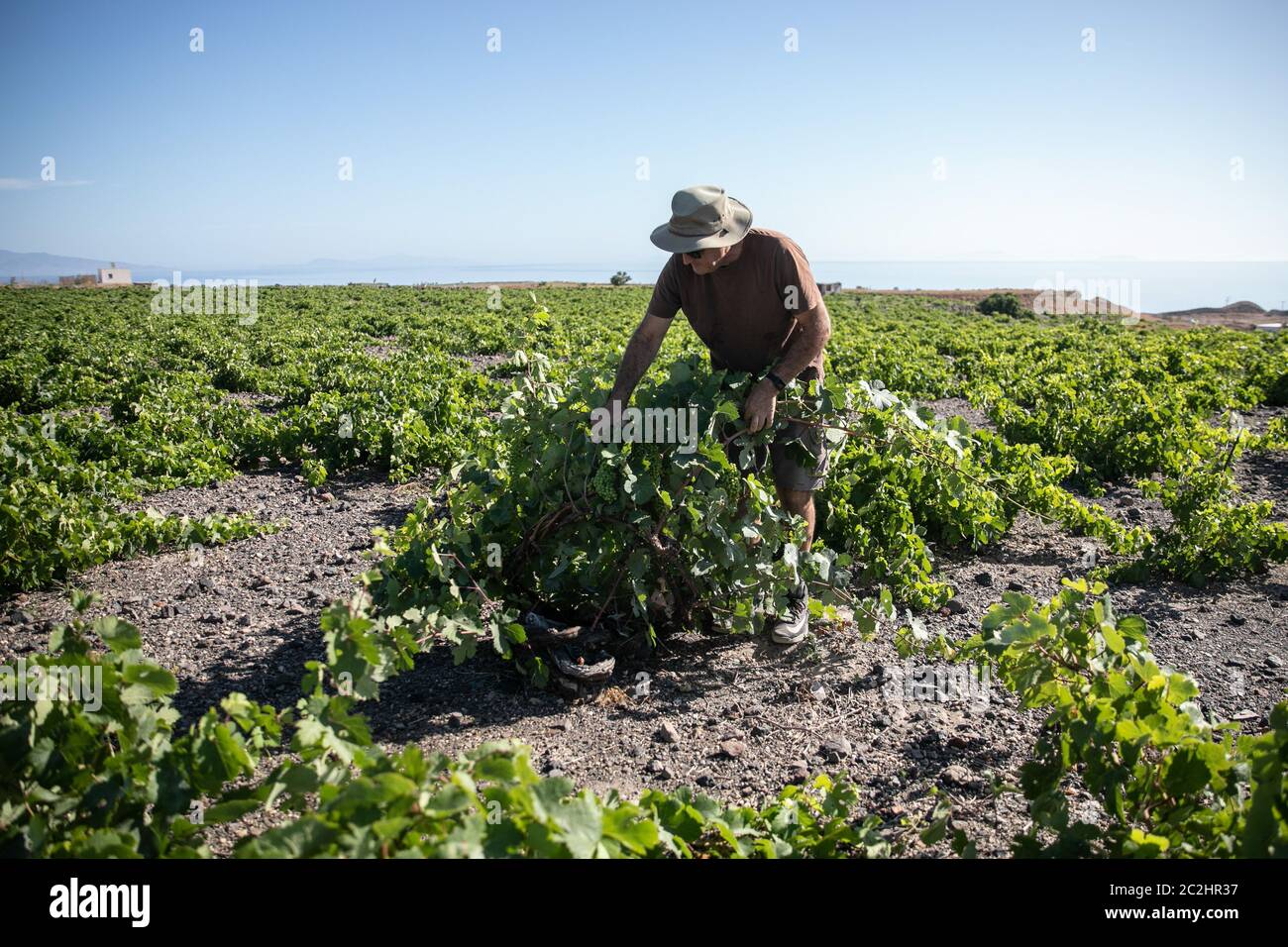 Santorini, Greece. 17th June, 2020. Local vine grower Stavros Pelekanos ...