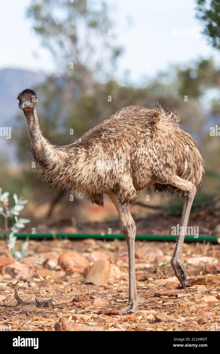 Emu Bird in Australia Stock Photo - Alamy