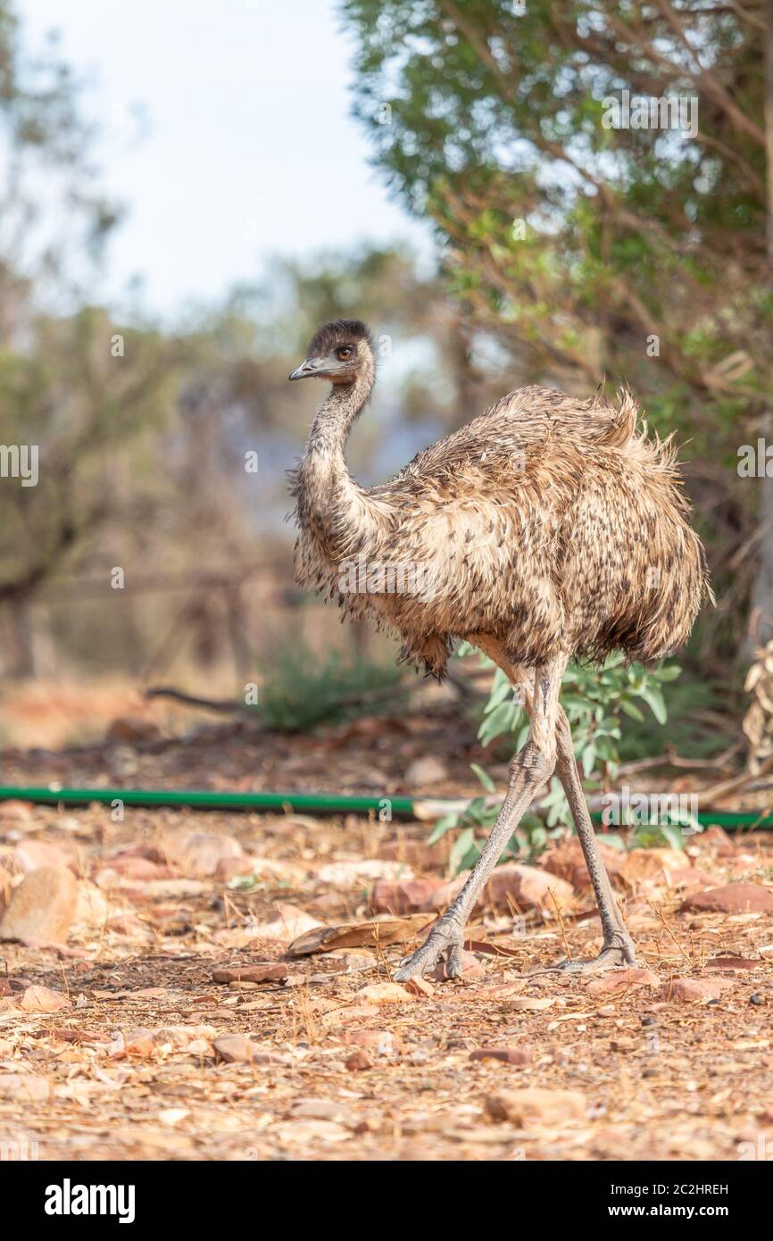 Emu Bird in Australia Stock Photo - Alamy