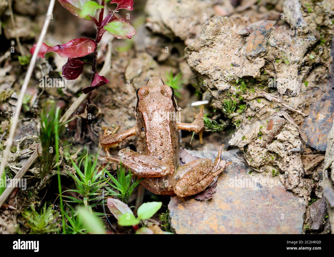 Orange brown tree frog hi-res stock photography and images - Alamy