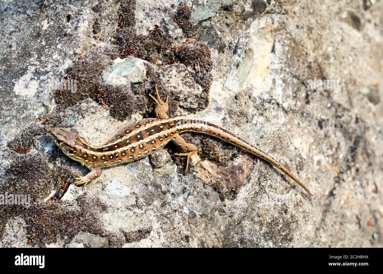 A female fence lizard on a stone Stock Photo - Alamy