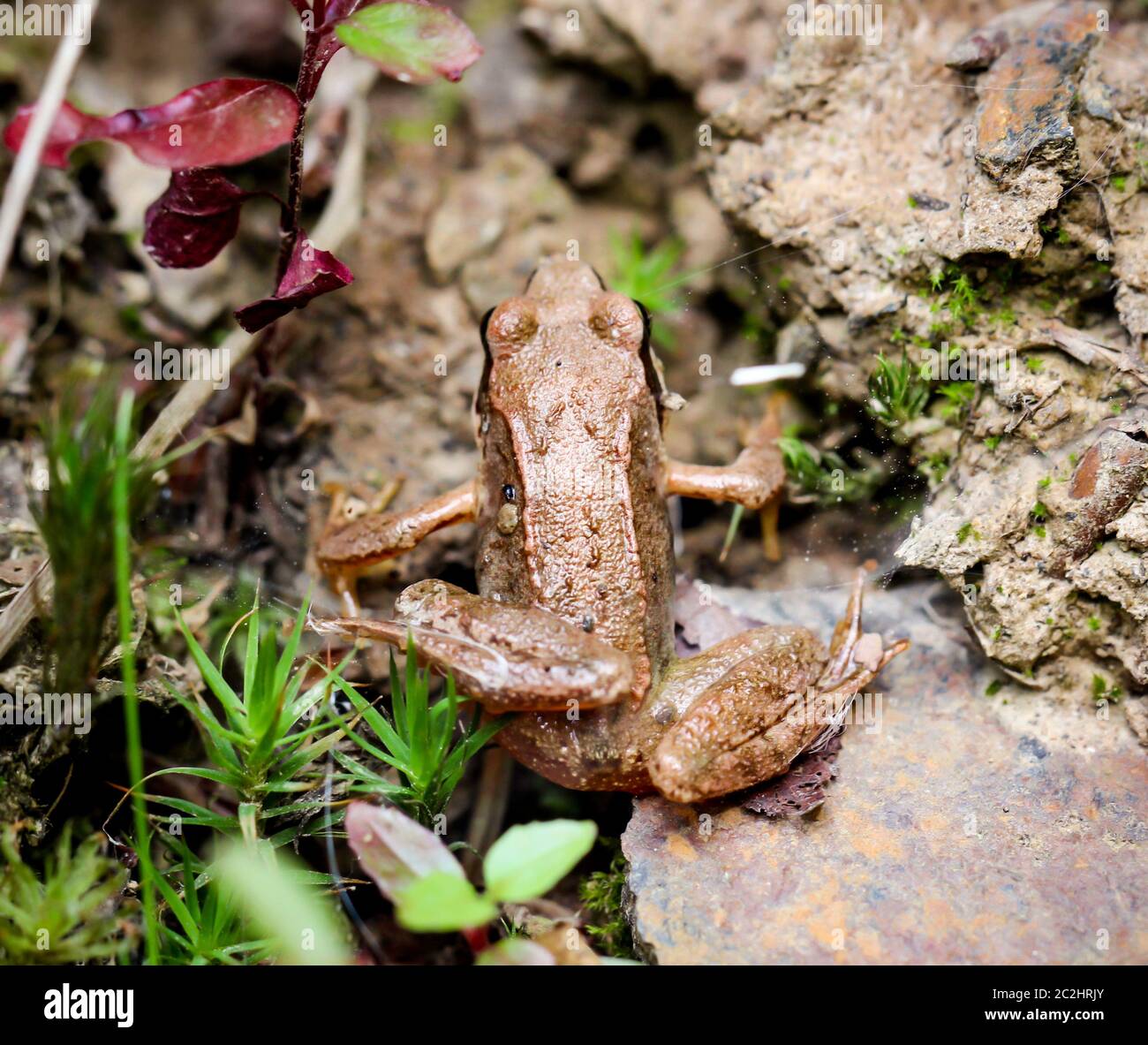 Orange brown tree frog hi-res stock photography and images - Alamy
