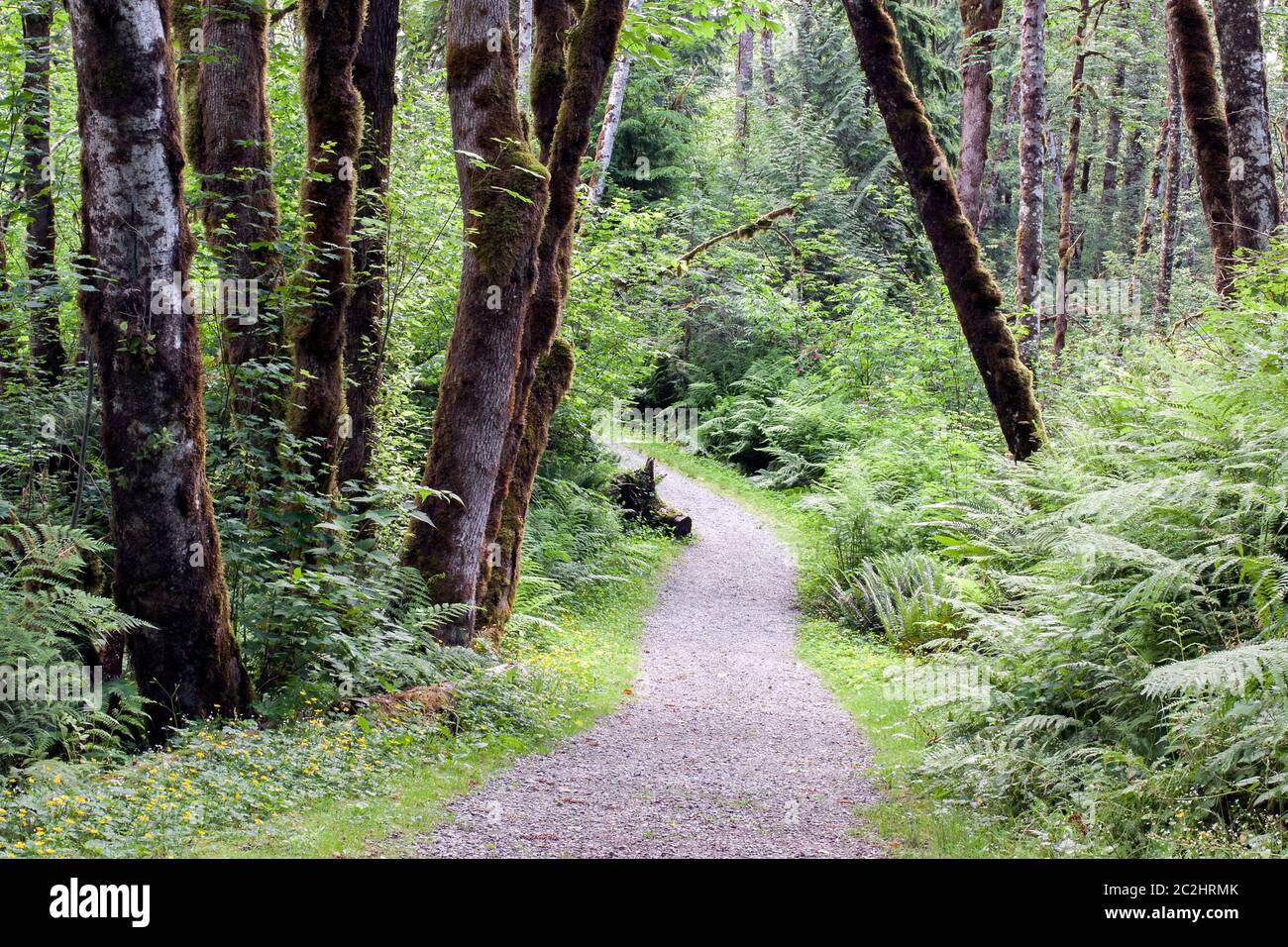 Walking trail though the thick woods, trees form natural arch over the ...