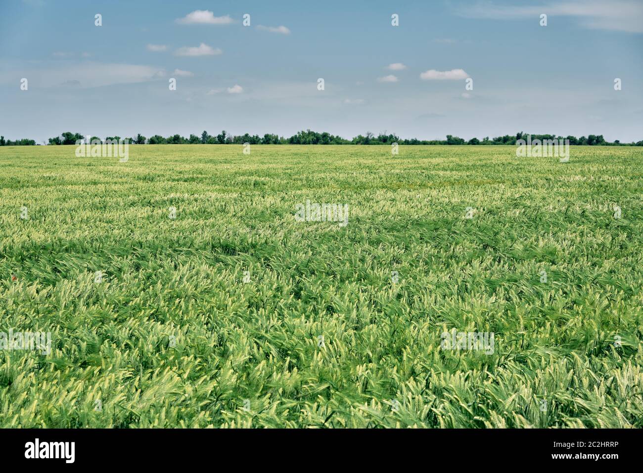 Green field, tree and blue sky on summer day Stock Photo - Alamy