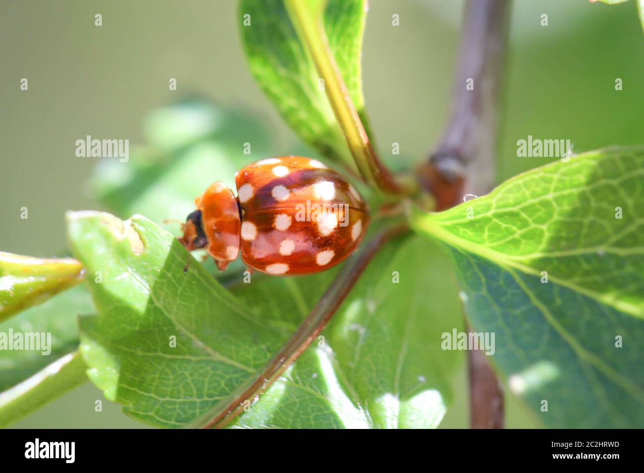 a ladybug on a plant Stock Photo - Alamy
