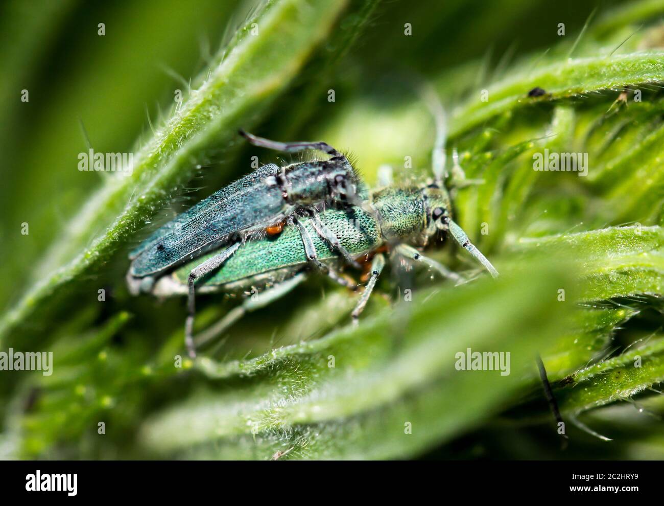 two little beetle on a plant Stock Photo - Alamy