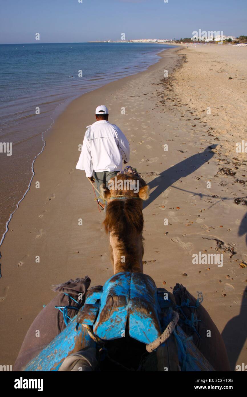 camel ride on tunisian beach Stock Photo - Alamy