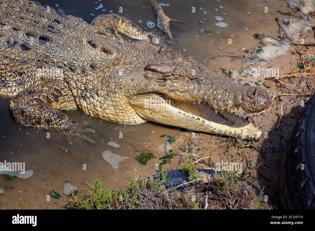 Attack crocodile hi-res stock photography and images - Alamy