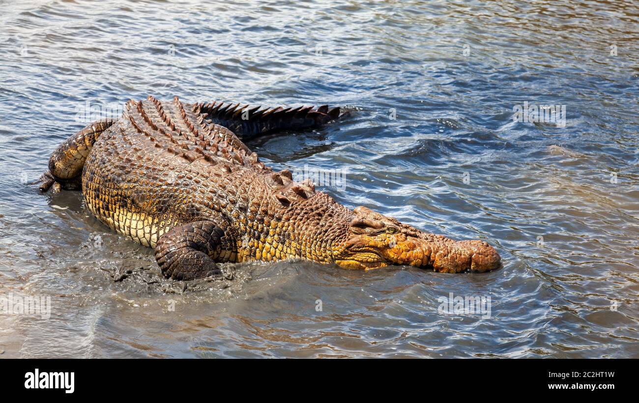 Nile crocodile attack hi-res stock photography and images - Alamy
