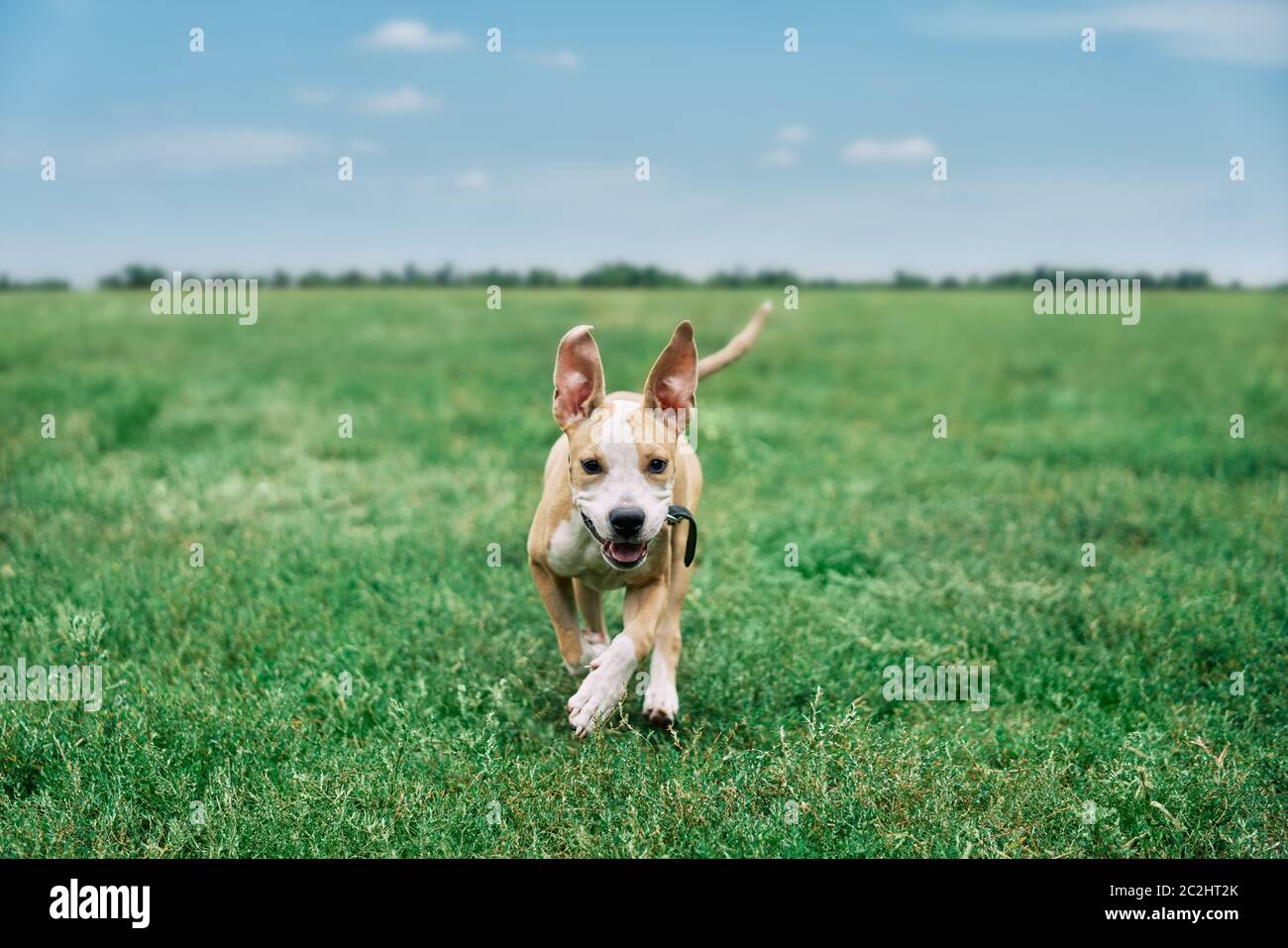 Happy dog running on field hi-res stock photography and images - Alamy