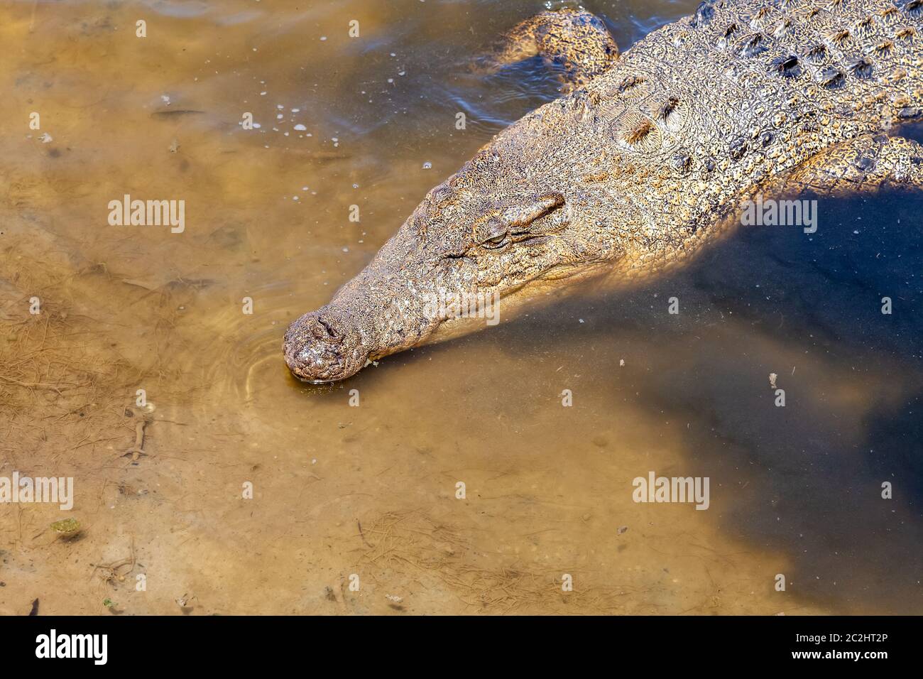 Saltwater crocodile attack hi-res stock photography and images - Alamy
