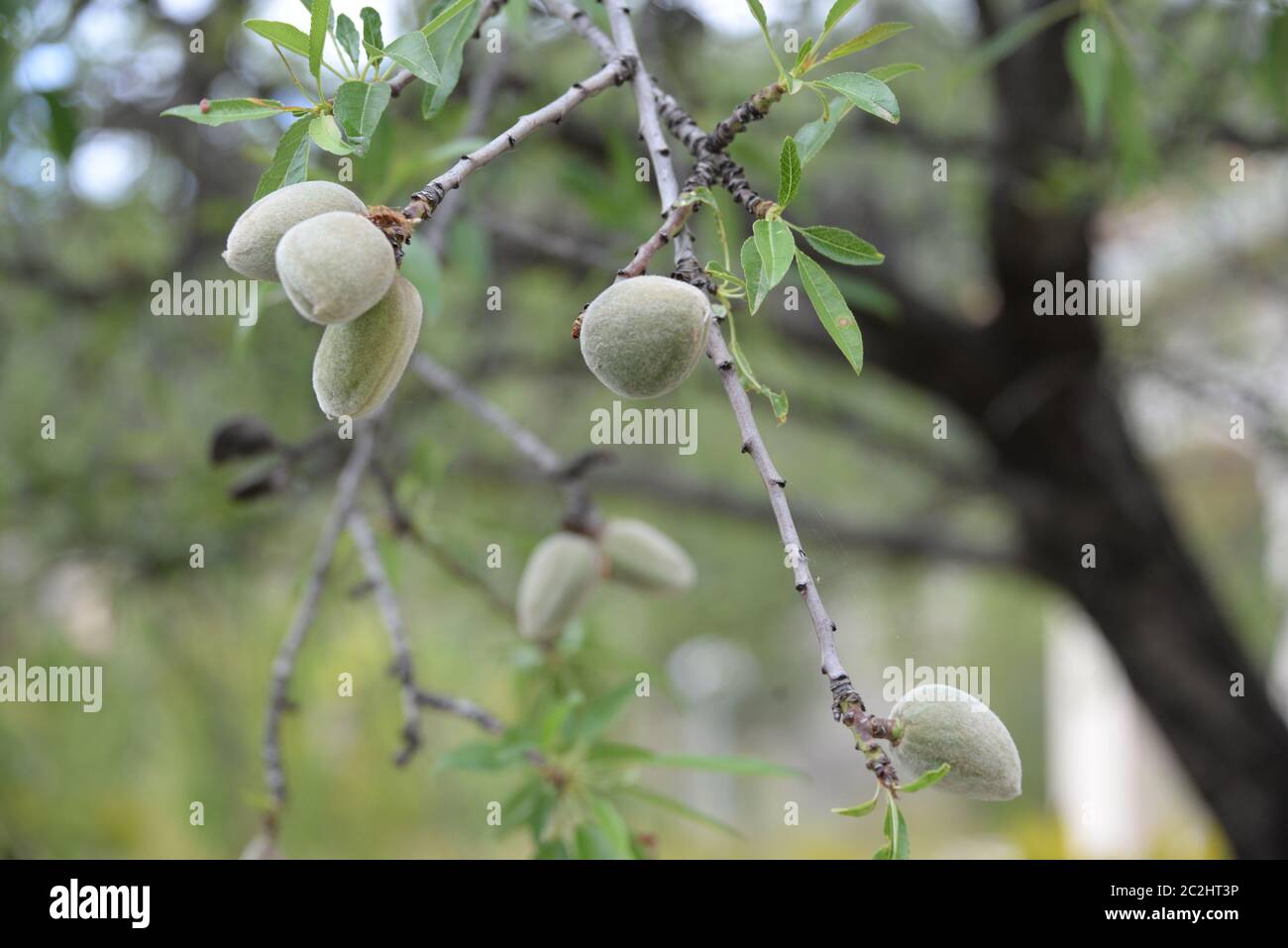 fresh almonds on tree, Costa Blanca, Spain Stock Photo - Alamy