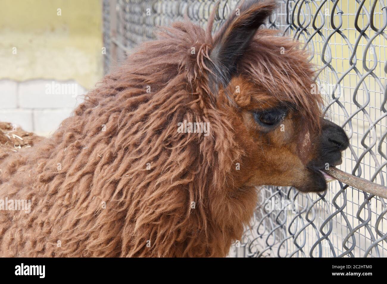 Alpaca chewing on a stick Stock Photo - Alamy