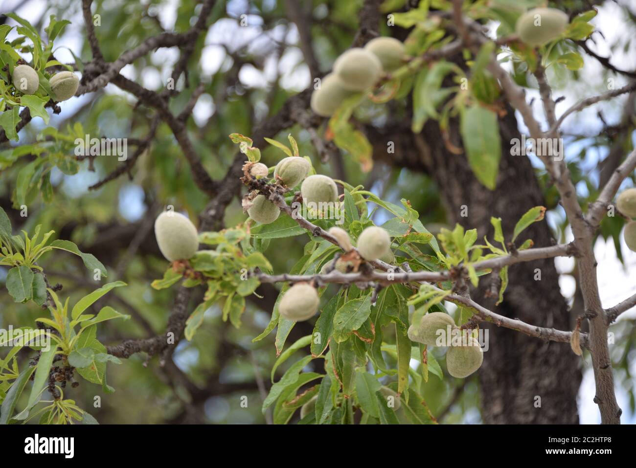 fresh almonds on tree, Costa Blanca, Spain Stock Photo - Alamy