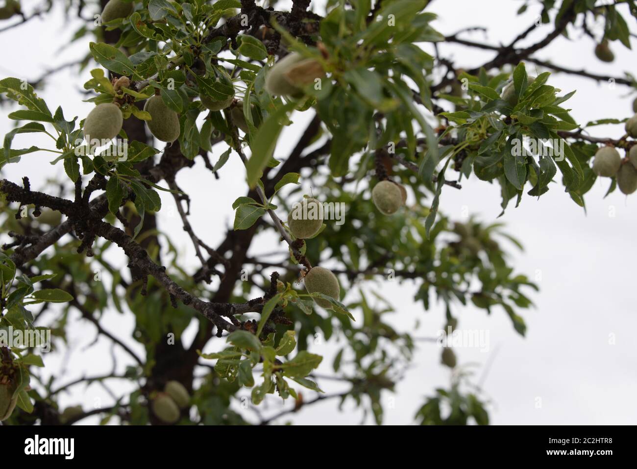 fresh almonds on tree, Costa Blanca, Spain Stock Photo - Alamy