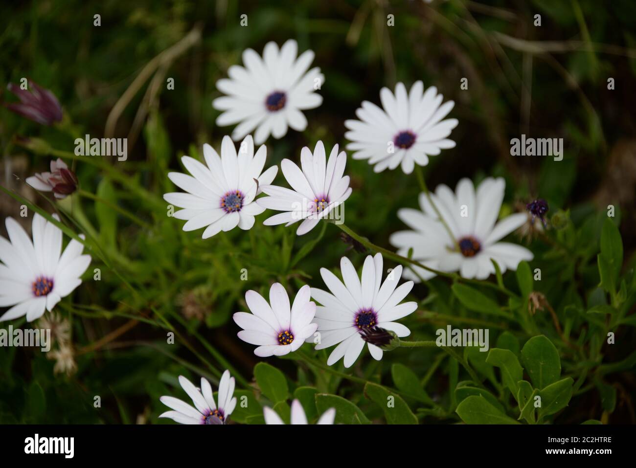flowering daisies on the Costa Blanca, Spain Stock Photo - Alamy