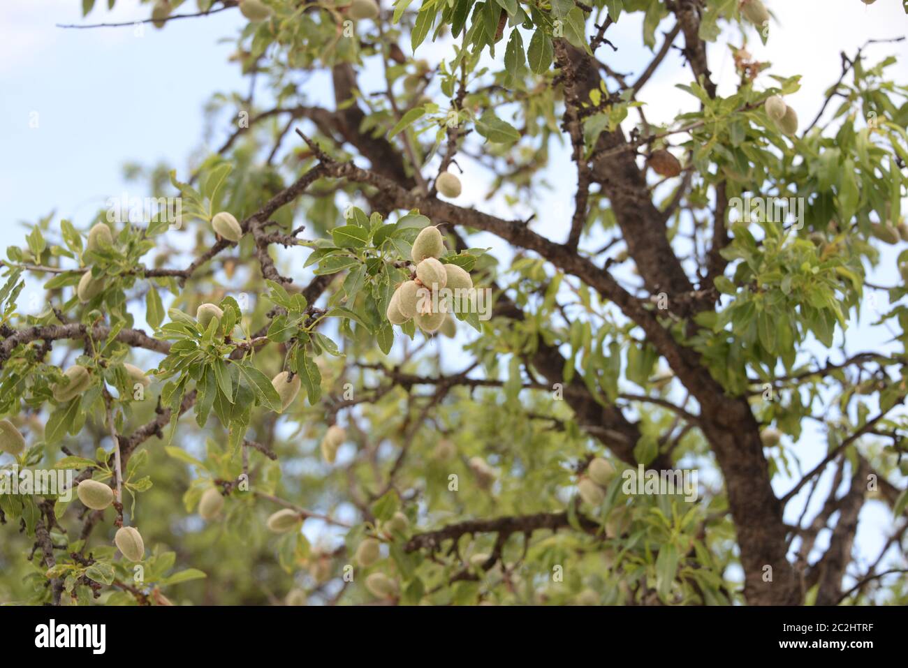 fresh almonds on tree, Costa Blanca, Spain Stock Photo - Alamy