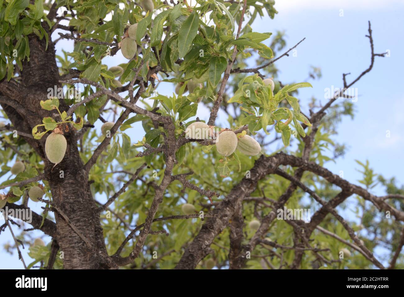 fresh almonds on tree, Costa Blanca, Spain Stock Photo - Alamy