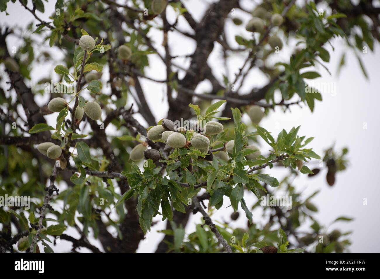 fresh almonds on tree, Costa Blanca, Spain Stock Photo - Alamy