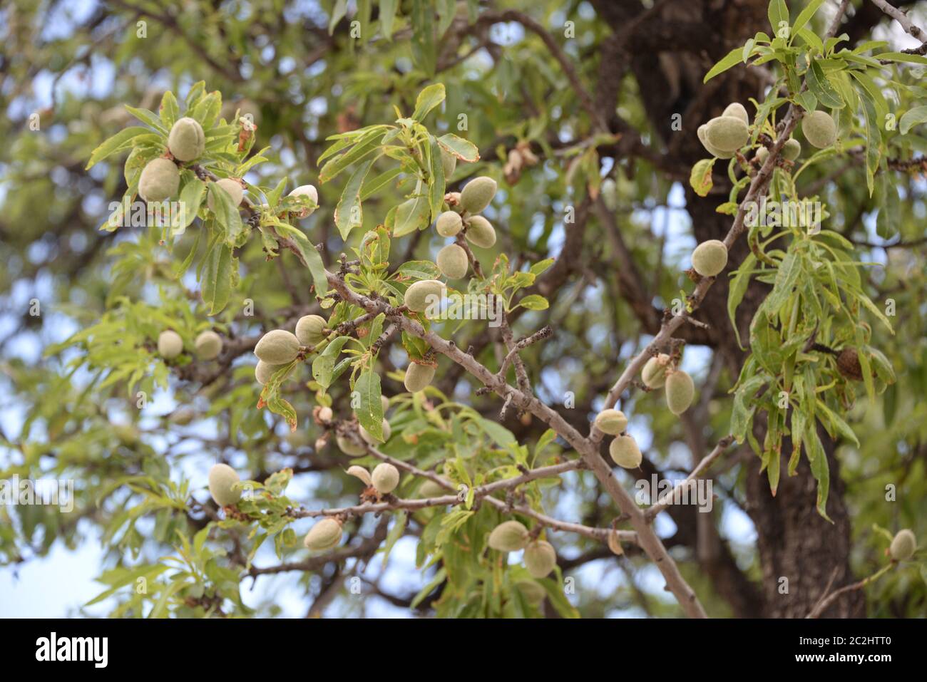 fresh almonds on tree, Costa Blanca, Spain Stock Photo - Alamy