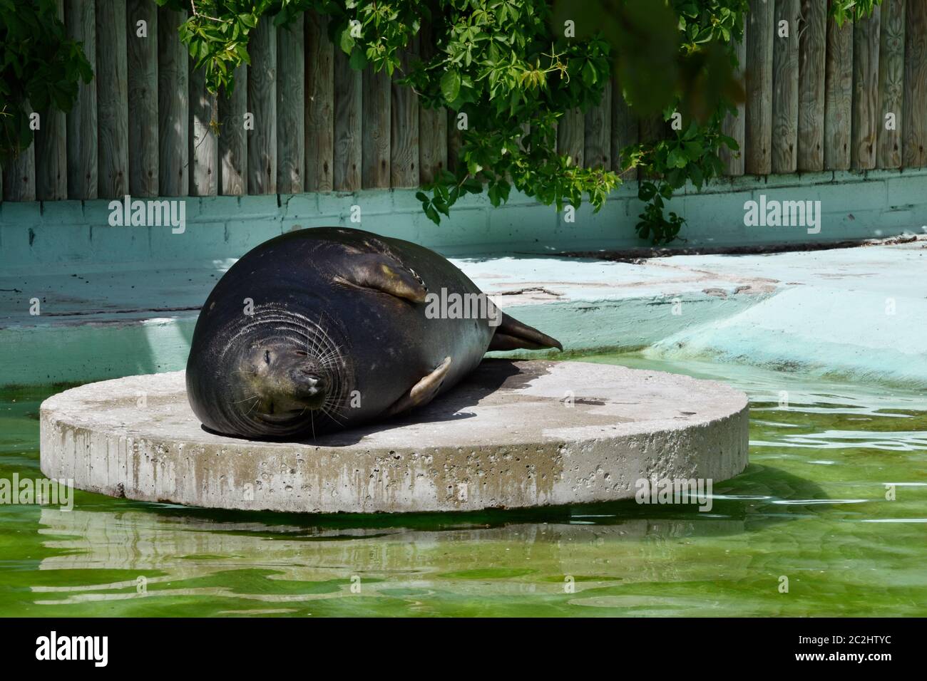 Seal on a concrete round platform in the middle of a pool Stock Photo ...