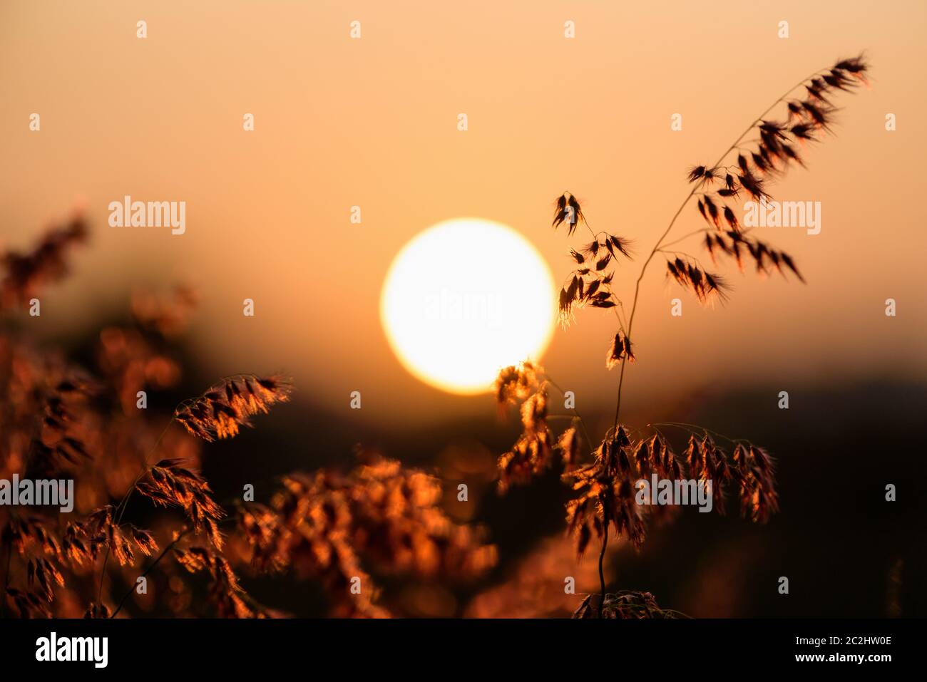 Outdoor vision field hi-res stock photography and images - Alamy