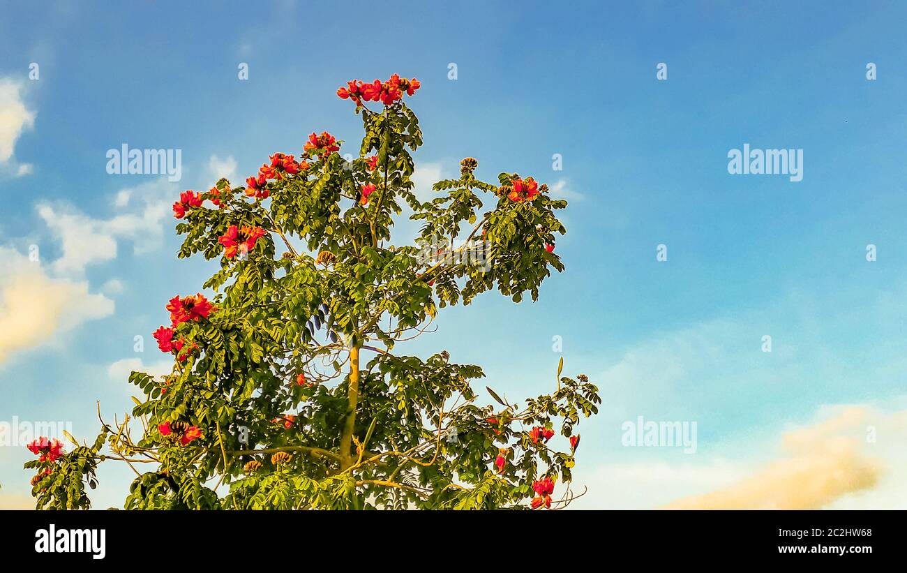 Tree Red Flowers Over Sky Background Stock Photo - Alamy