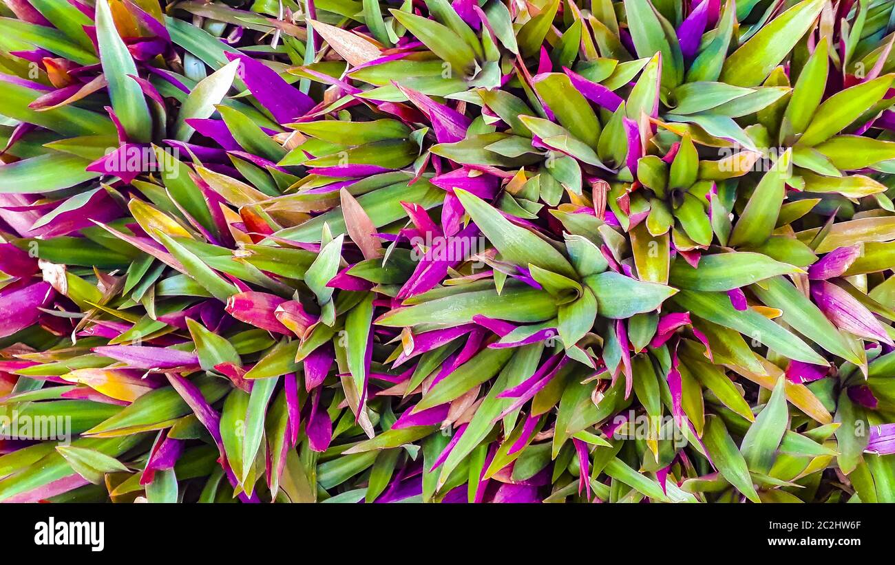 Tropical Plants Background Stock Photo - Alamy